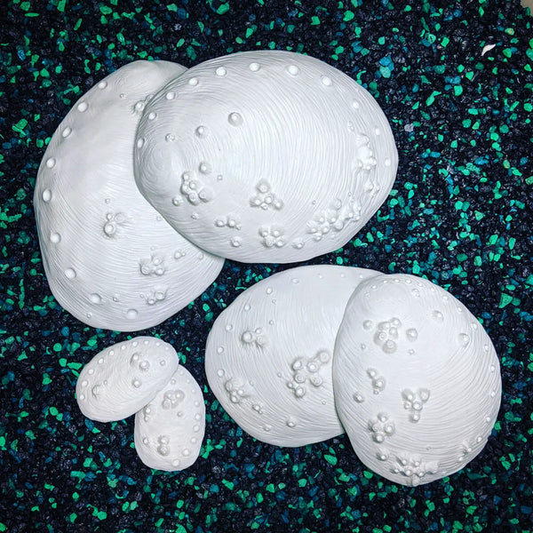 Black Abalone Shell Set - Large – IDfabrications